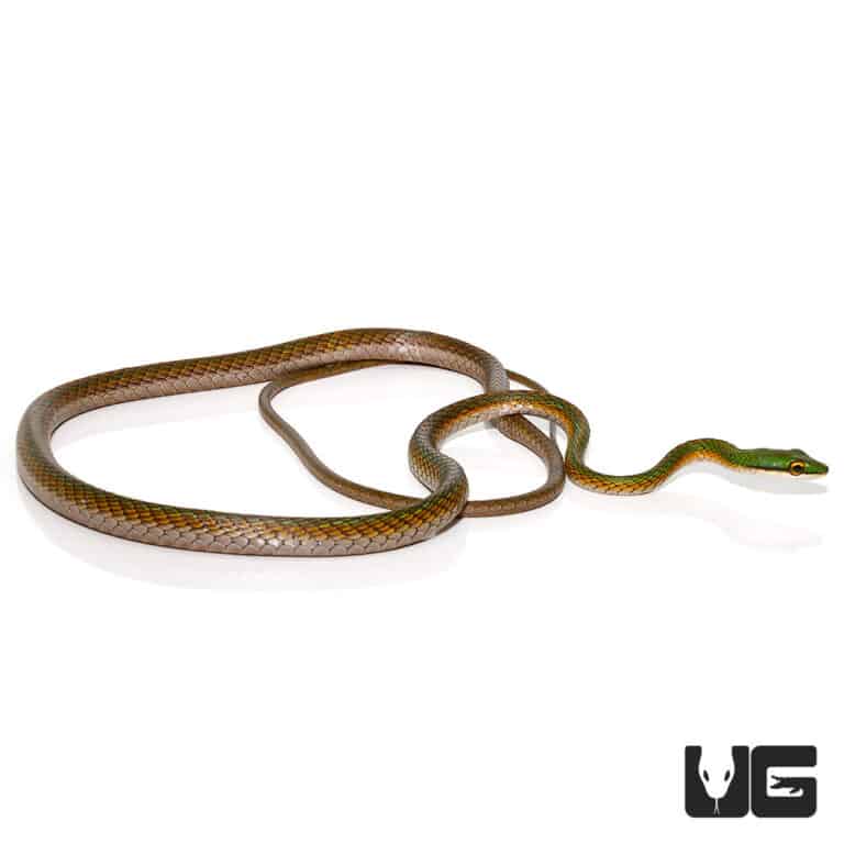 Parrot Snakes (Leptophis ahaetulla) For Sale - Underground Reptiles