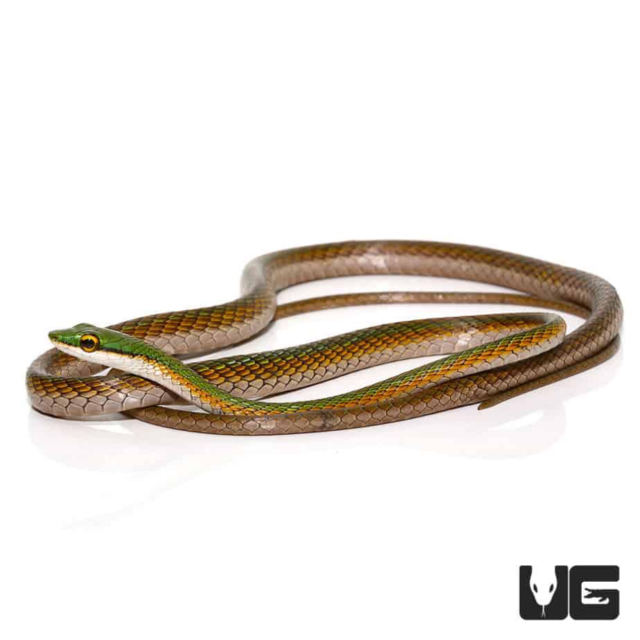 Parrot Snakes (Leptophis ahaetulla) For Sale - Underground Reptiles