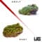 Peppermint Pacman Frog (Ceratophrys cranwelli) For Sale - Underground ...