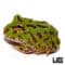 Peppermint Pacman Frog (Ceratophrys cranwelli) For Sale - Underground ...