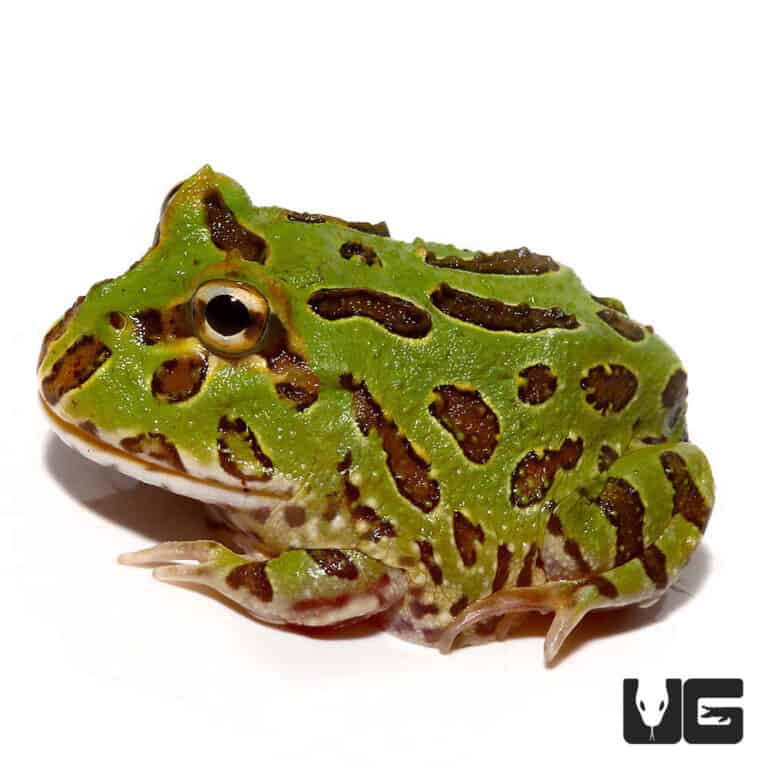 Peppermint Pacman Frog (Ceratophrys cranwelli) For Sale - Underground ...
