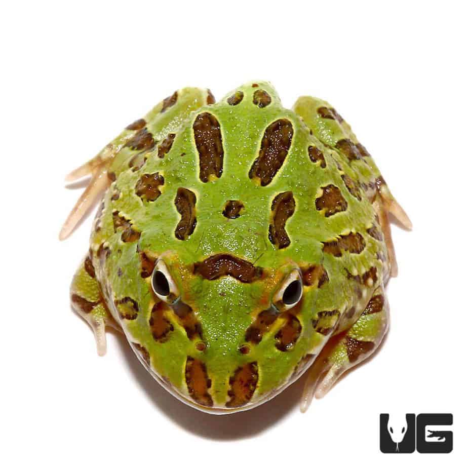 Peppermint Pacman Frog (Ceratophrys cranwelli) For Sale - Underground ...