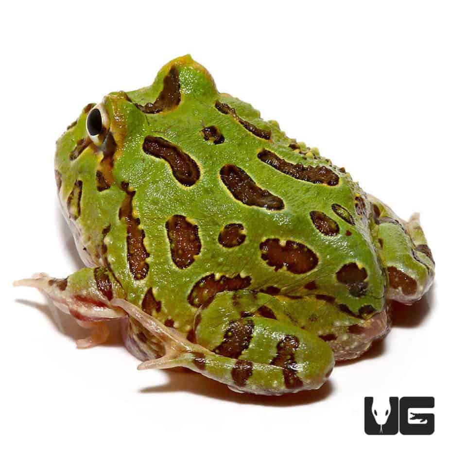 Peppermint Pacman Frog (Ceratophrys cranwelli) For Sale - Underground ...