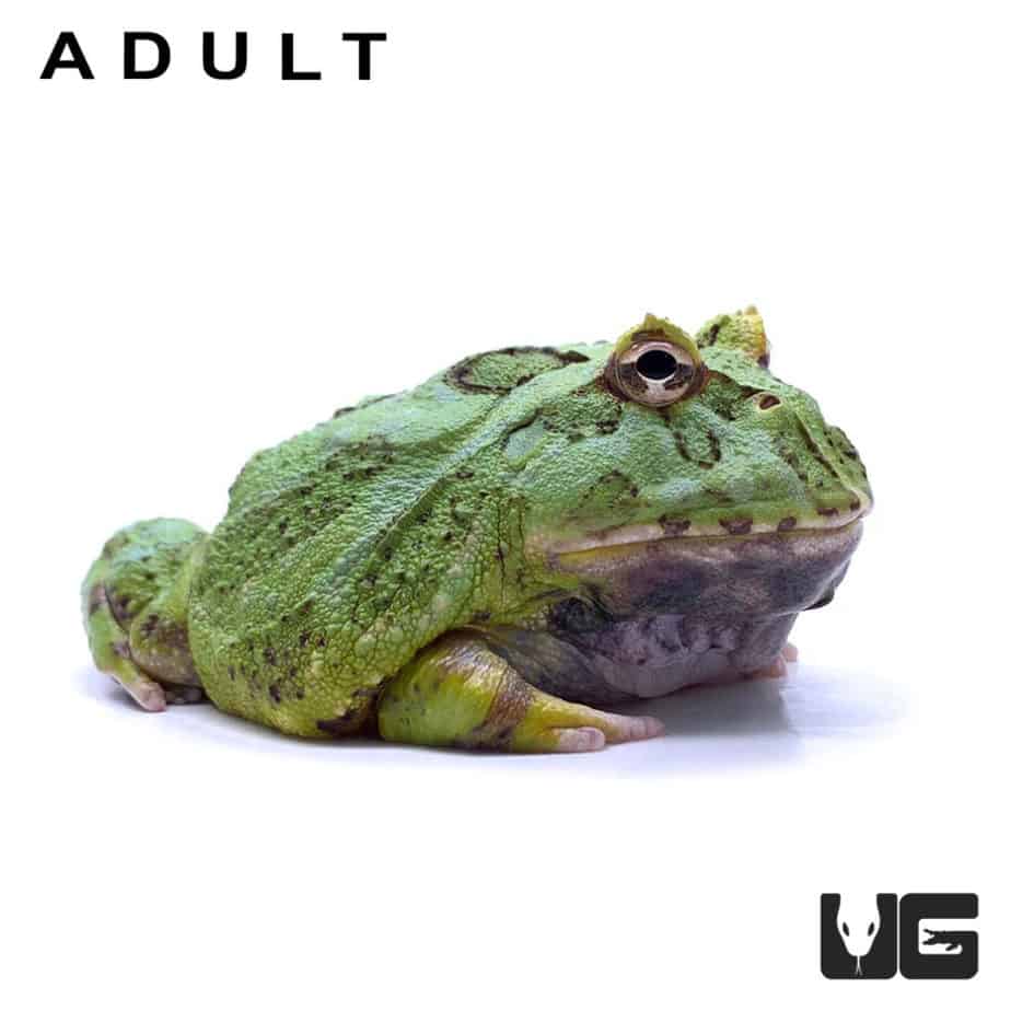 Peppermint Pacman Frog (Ceratophrys cranwelli) For Sale - Underground ...