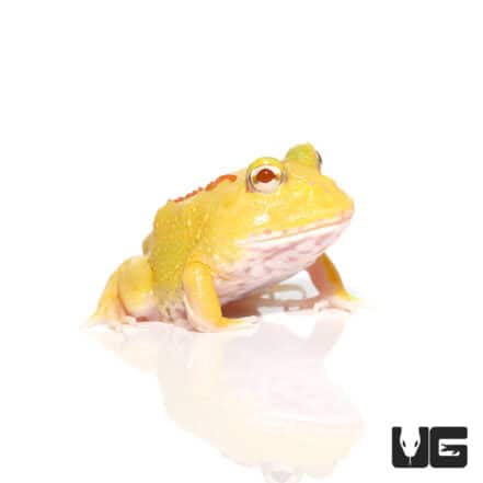 Pikachu Pacman Frogs (Ceratophrys cranwelli) for sale - Underground ...