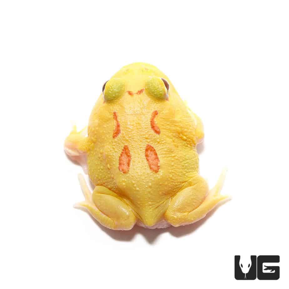 Pikachu Pacman Frogs (Ceratophrys cranwelli) for sale - Underground ...