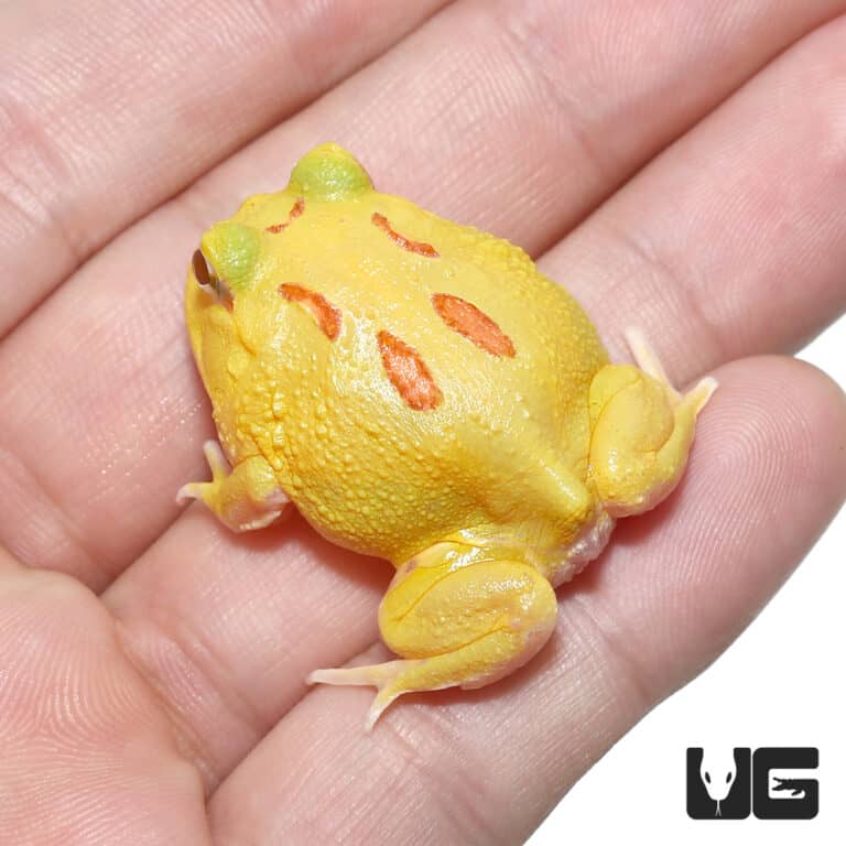 Pikachu Pacman Frogs (Ceratophrys cranwelli) for sale - Underground ...