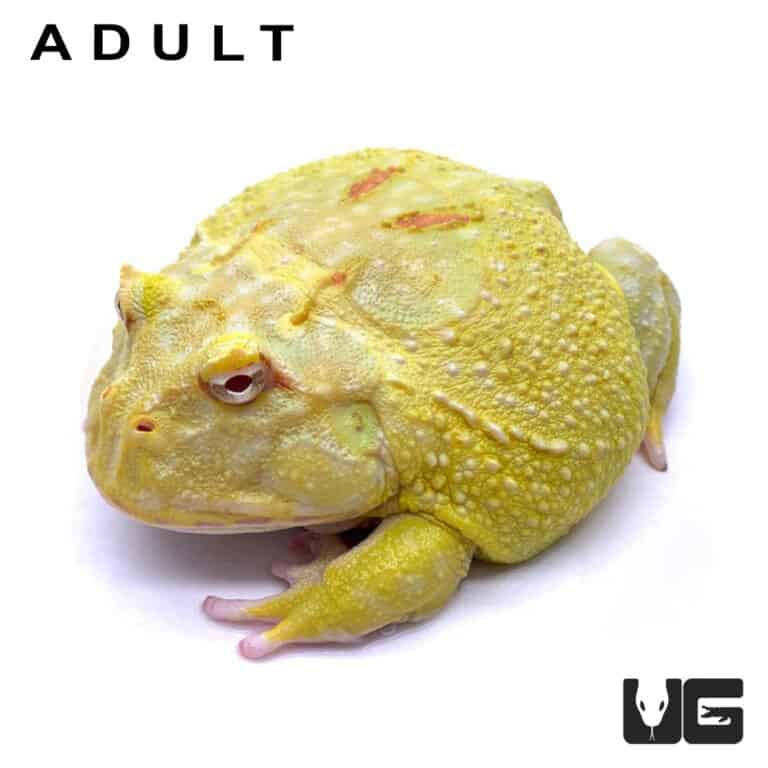 Pikachu Pacman Frogs (Ceratophrys cranwelli) for sale - Underground ...