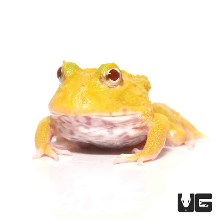 Super Pikachu Pacman Frogs (Ceratophrys cranwelli) for sale ...