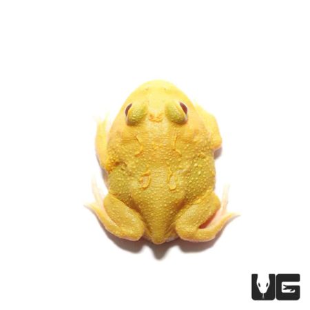 Super Pikachu Pacman Frogs (Ceratophrys cranwelli) for sale ...