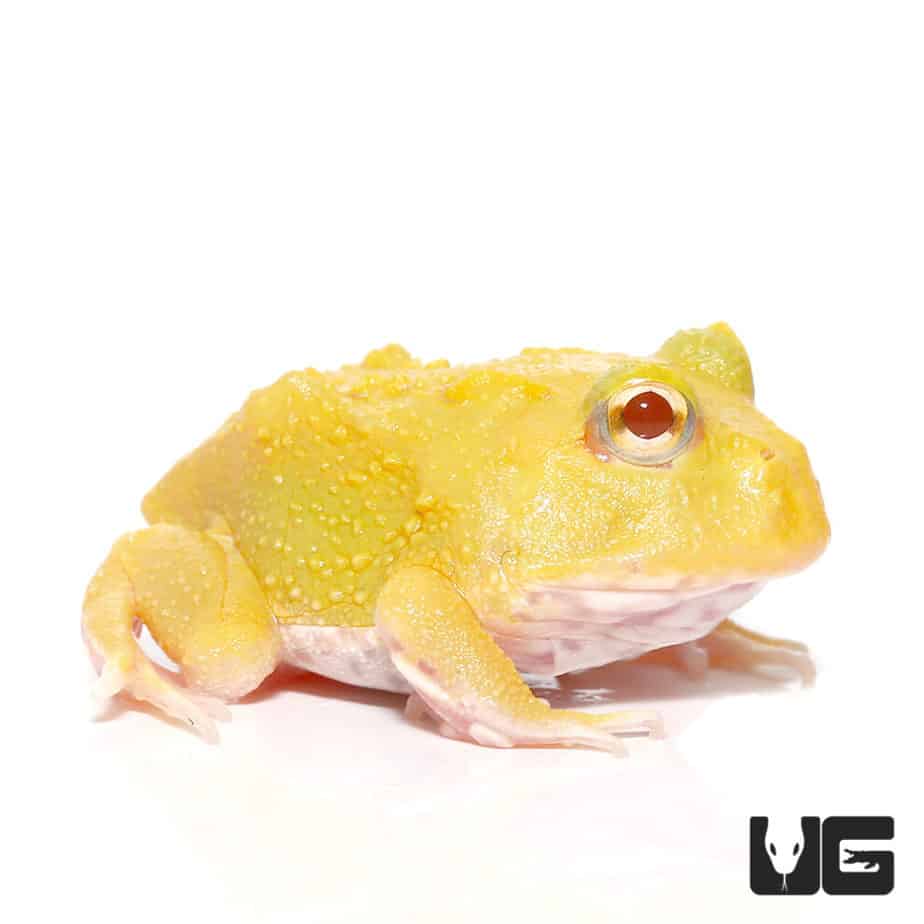 Super Pikachu Pacman Frogs (Ceratophrys cranwelli) for sale ...