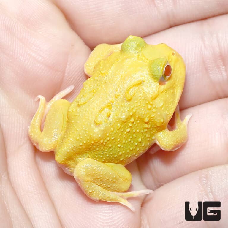 Super Pikachu Pacman Frogs (Ceratophrys cranwelli) for sale ...