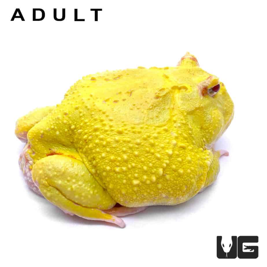 Super Pikachu Pacman Frogs (Ceratophrys cranwelli) for sale ...