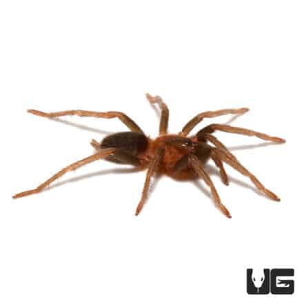 Trinidad Pink Tarantula (Holothele longipes) For Sale - Underground ...