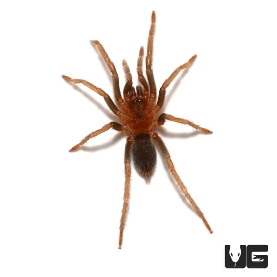 Trinidad Pink Tarantula (Holothele longipes) For Sale - Underground ...