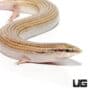 Wedge snouted Skinks (Chalcides sepsoides) For Sale - Underground Reptiles