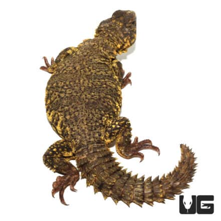 Uromastyx For Sale - Underground Reptiles