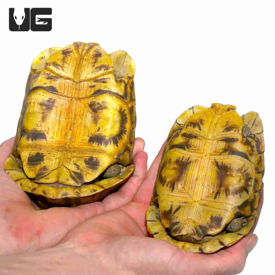Northern Zombensis Hingeback Tortoises (Kinixys zombensis) For Sale ...