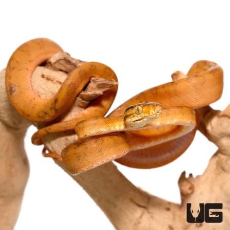 Baby Amazon Tree Boas For Sale - Underground Reptiles