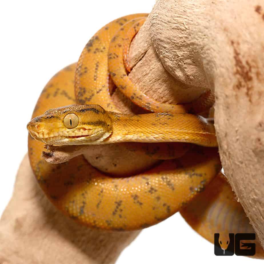 Baby Amazon Tree Boas For Sale - Underground Reptiles