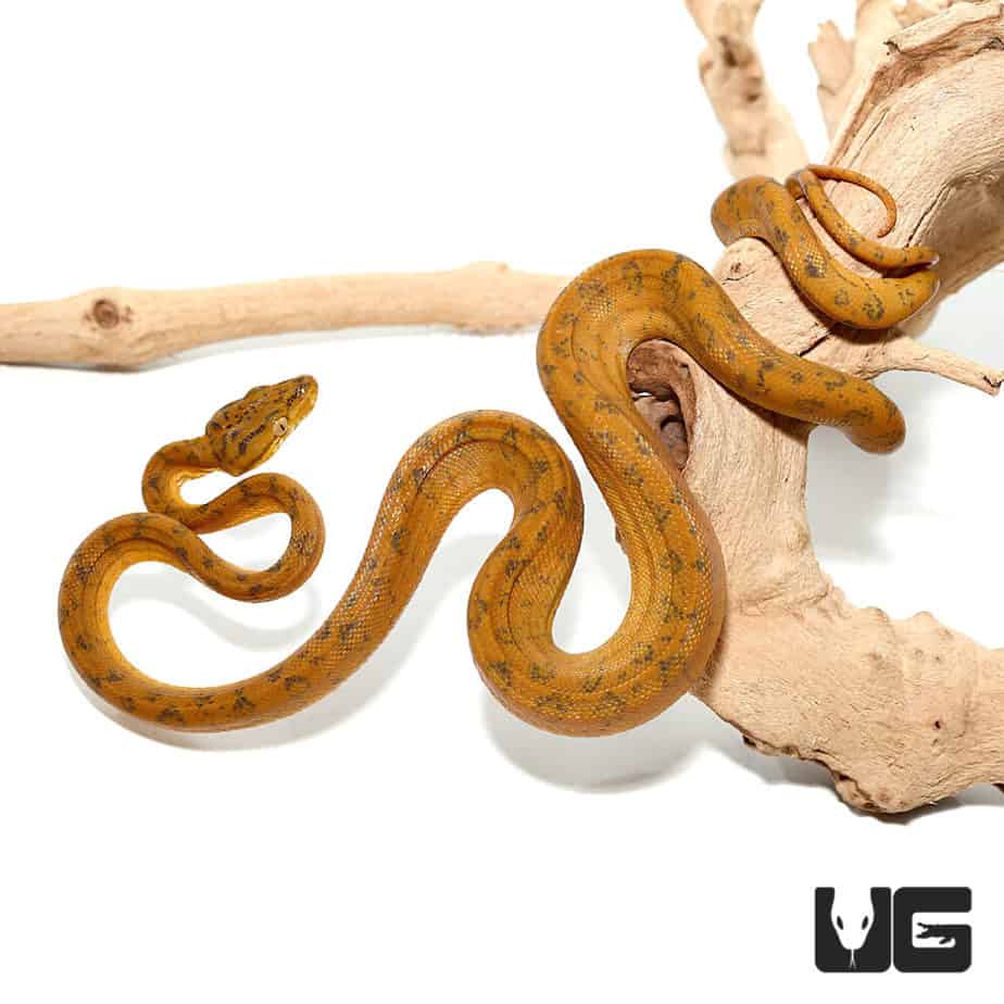Baby Amazon Tree Boas For Sale - Underground Reptiles
