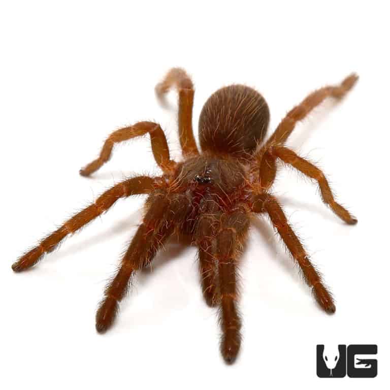 Panay Blue Earth Tiger Tarantula (.25 - 1'') - Underground Reptiles