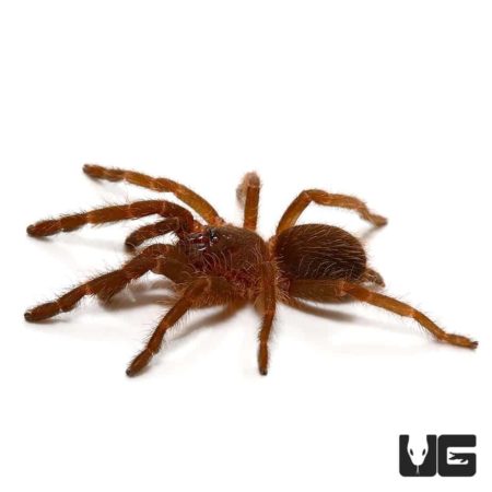 Tarantulas & Spiders For Sale - Page 26 of 31 - Underground Reptiles