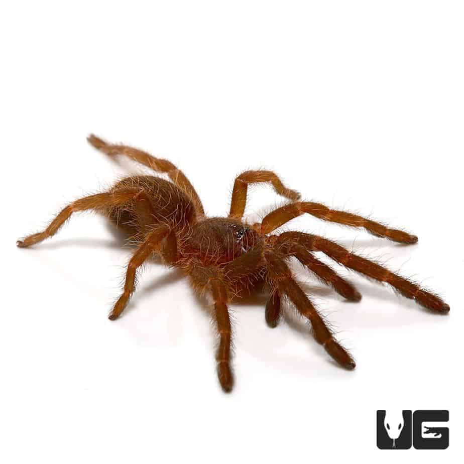 Panay Blue Earth Tiger Tarantula (.25 - 1'') - Underground Reptiles