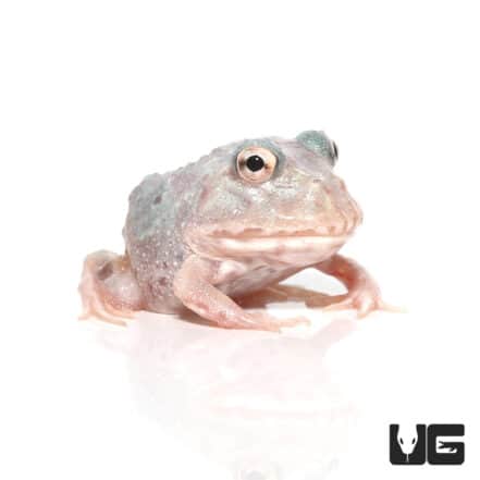 Mutant Pink Angel Pacman Frogs for sale - Underground Reptiles