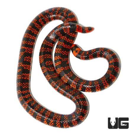 Anilius Scytale Pipe Snakes (Anilius Scytale) For Sale - Underground ...