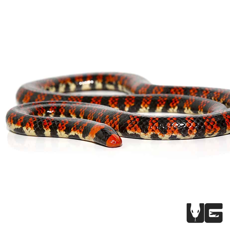 Anilius Scytale Pipe Snakes (Anilius Scytale) For Sale - Underground ...