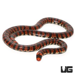 Anilius Scytale Pipe Snakes (Anilius Scytale) For Sale - Underground ...