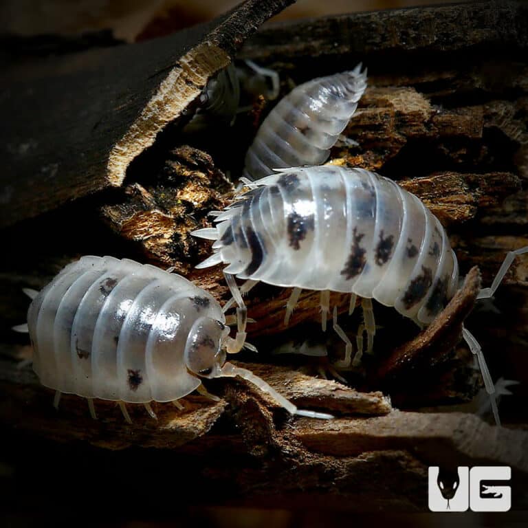 Porcellio Laevis Dairy Cow Isopods (Porcellio Laevis) For Sale - Underground Reptiles