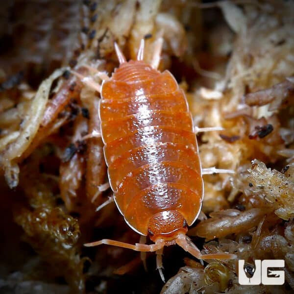Porcellionides Pruinosus Powder Orange Isopods (Porcellionides ...