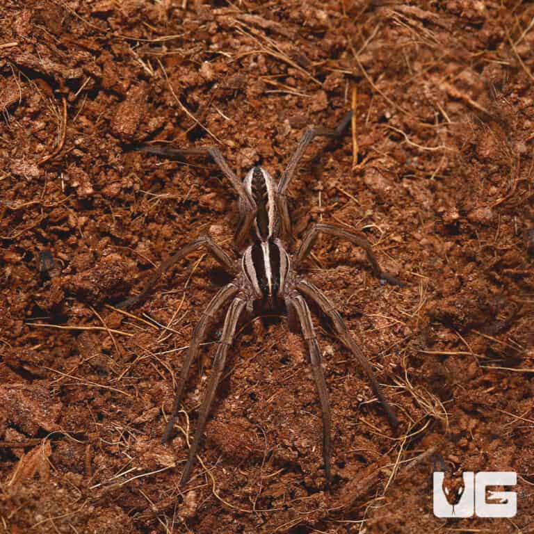 Baby White Wolf Spider for Sale - Underground Reptiles
