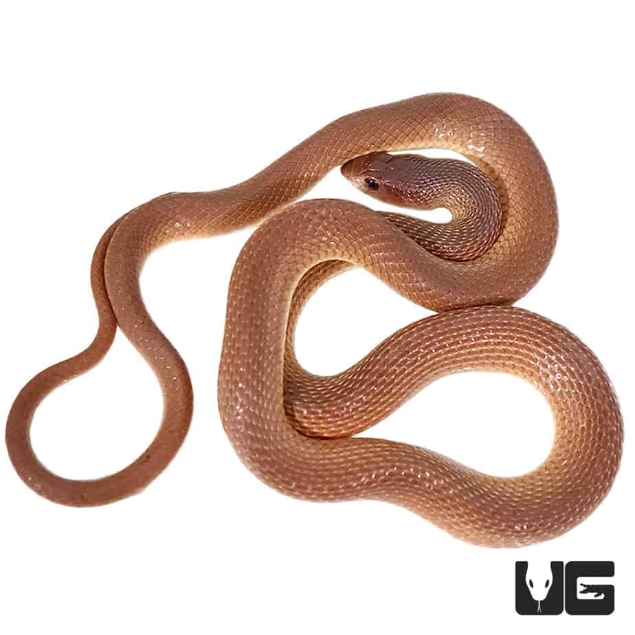 Red Beaked Snakes (Rhamphiophis oxyrhynchus) For Sale - Underground ...