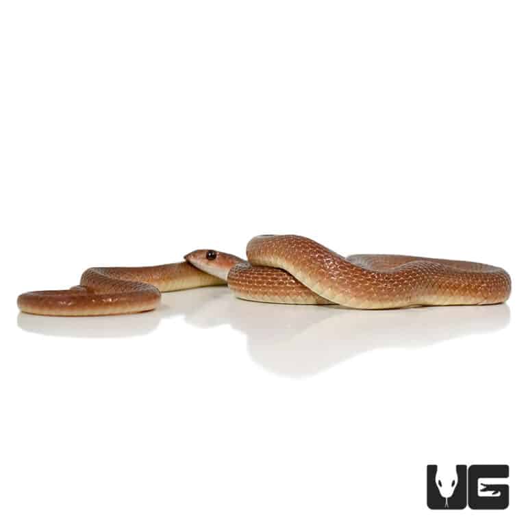 Red Beaked Snakes (Rhamphiophis oxyrhynchus) For Sale - Underground ...