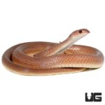 Red Beaked Snakes (Rhamphiophis oxyrhynchus) For Sale - Underground ...