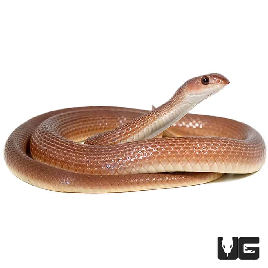 Red Beaked Snakes (Rhamphiophis oxyrhynchus) For Sale - Underground ...