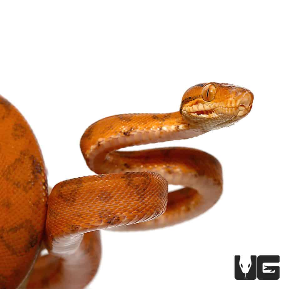 Baby Amazon Tree Boas For Sale - Underground Reptiles