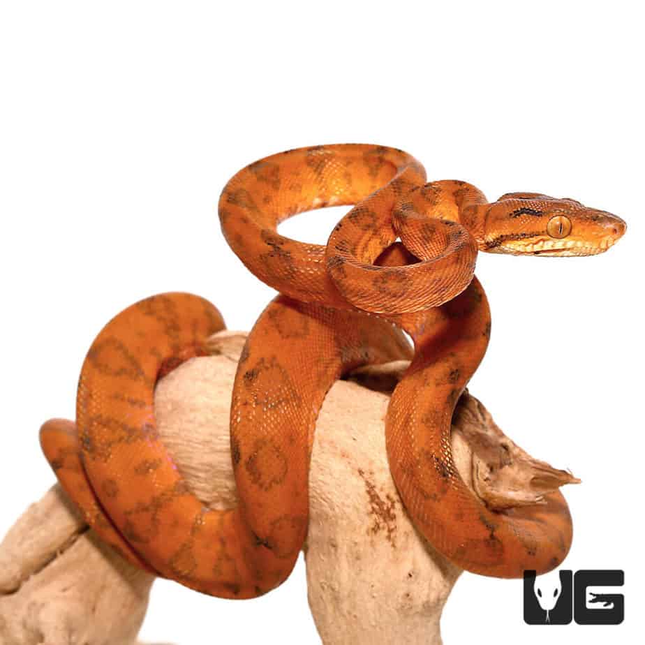 Baby Amazon Tree Boas For Sale - Underground Reptiles