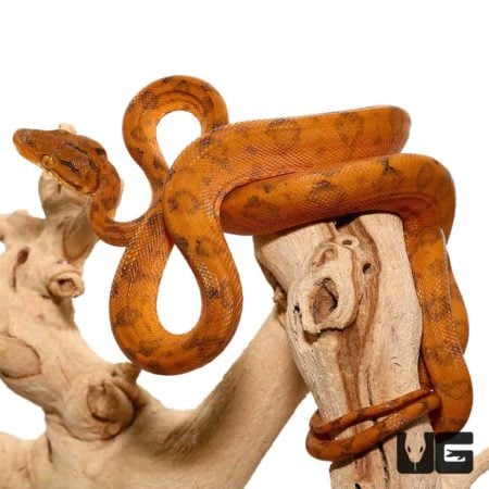 Baby Amazon Tree Boas For Sale - Underground Reptiles