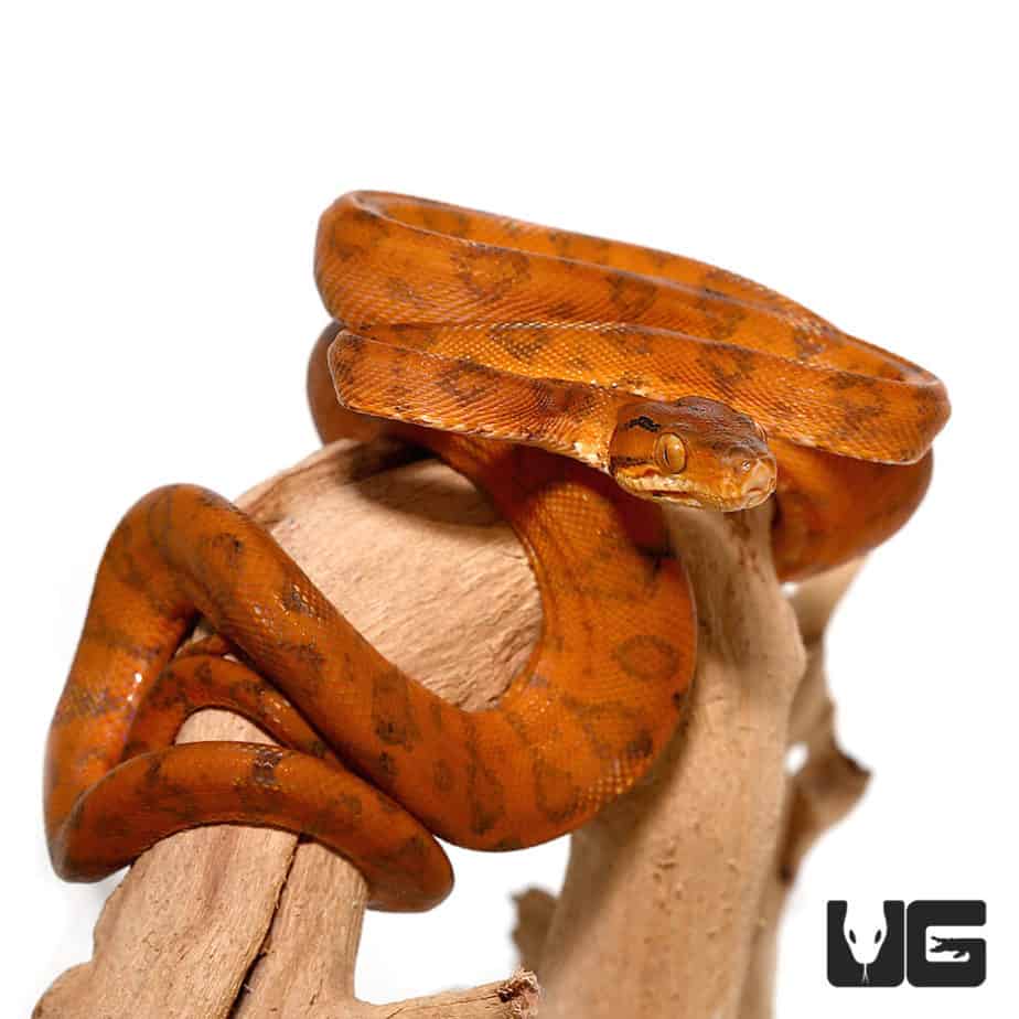 Baby Amazon Tree Boas For Sale - Underground Reptiles