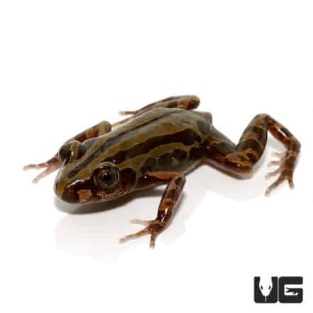 Amphibians for Sale - Frogs, Newts, Salamanders and More!