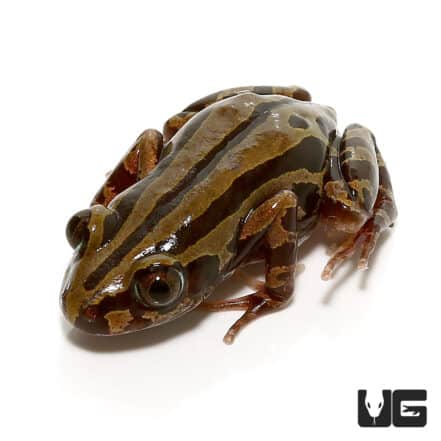 Other Frogs For Sale - Underground Reptiles