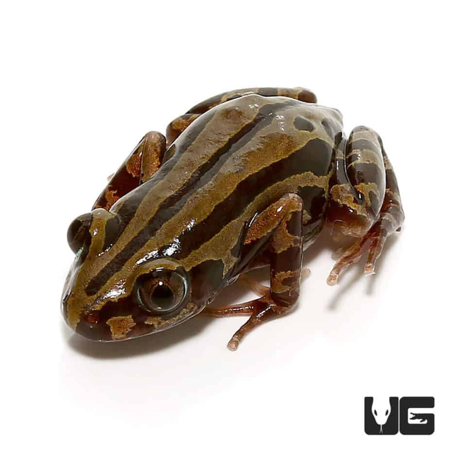 Amphibians for Sale - Frogs, Newts, Salamanders and More!