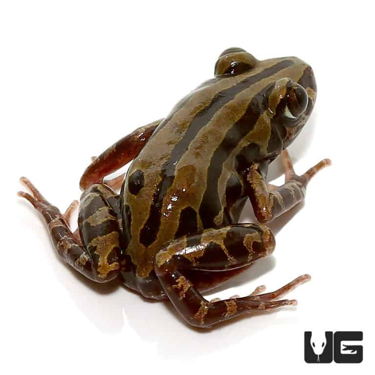 Red Leg Running Frogs (Kasina Senegalensis) For Sale - Underground Reptiles