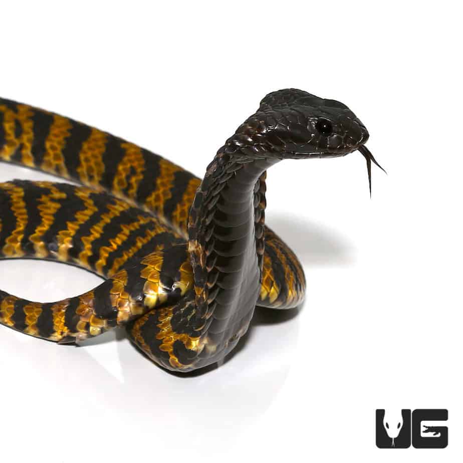 Rinkhal's Spitting Cobras For Sale - Underground Reptiles