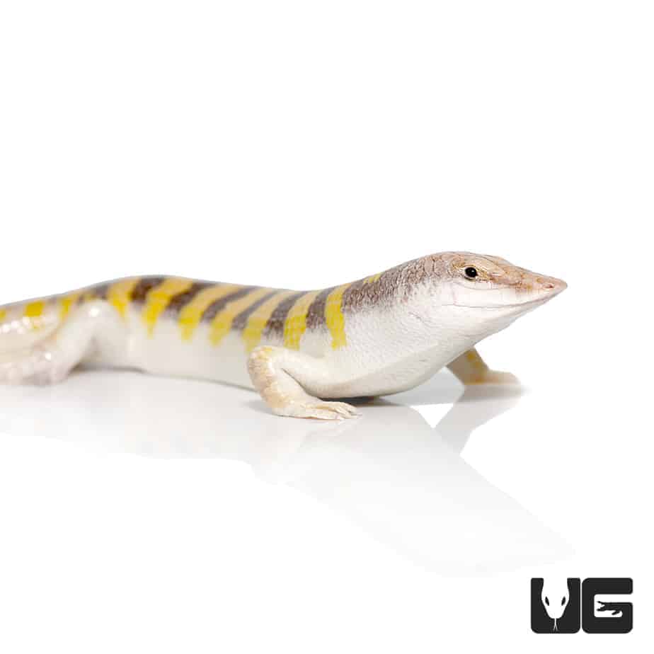 Sand Fish Skinks (Scincus scincus) For Sale - Underground Reptiles