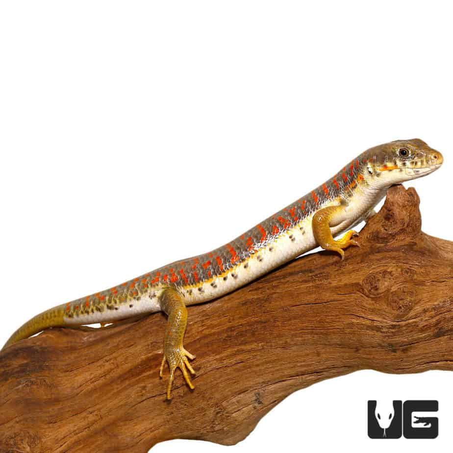 Schneider's Skinks (Eumeces schneideri) For Sale - Underground Reptiles